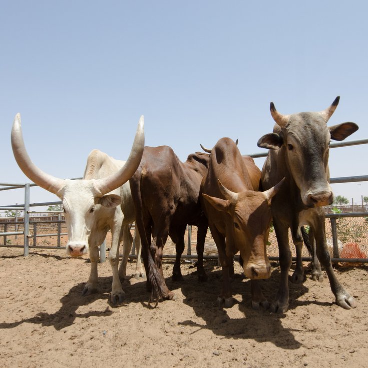 Addressing the global adaptation challenge | ODI: Think change