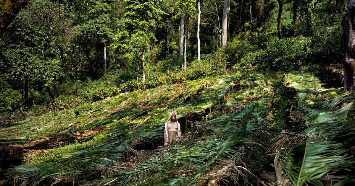 The EU Deforestation Regulation: a welcomed delay, but Ethiopia’s ...
