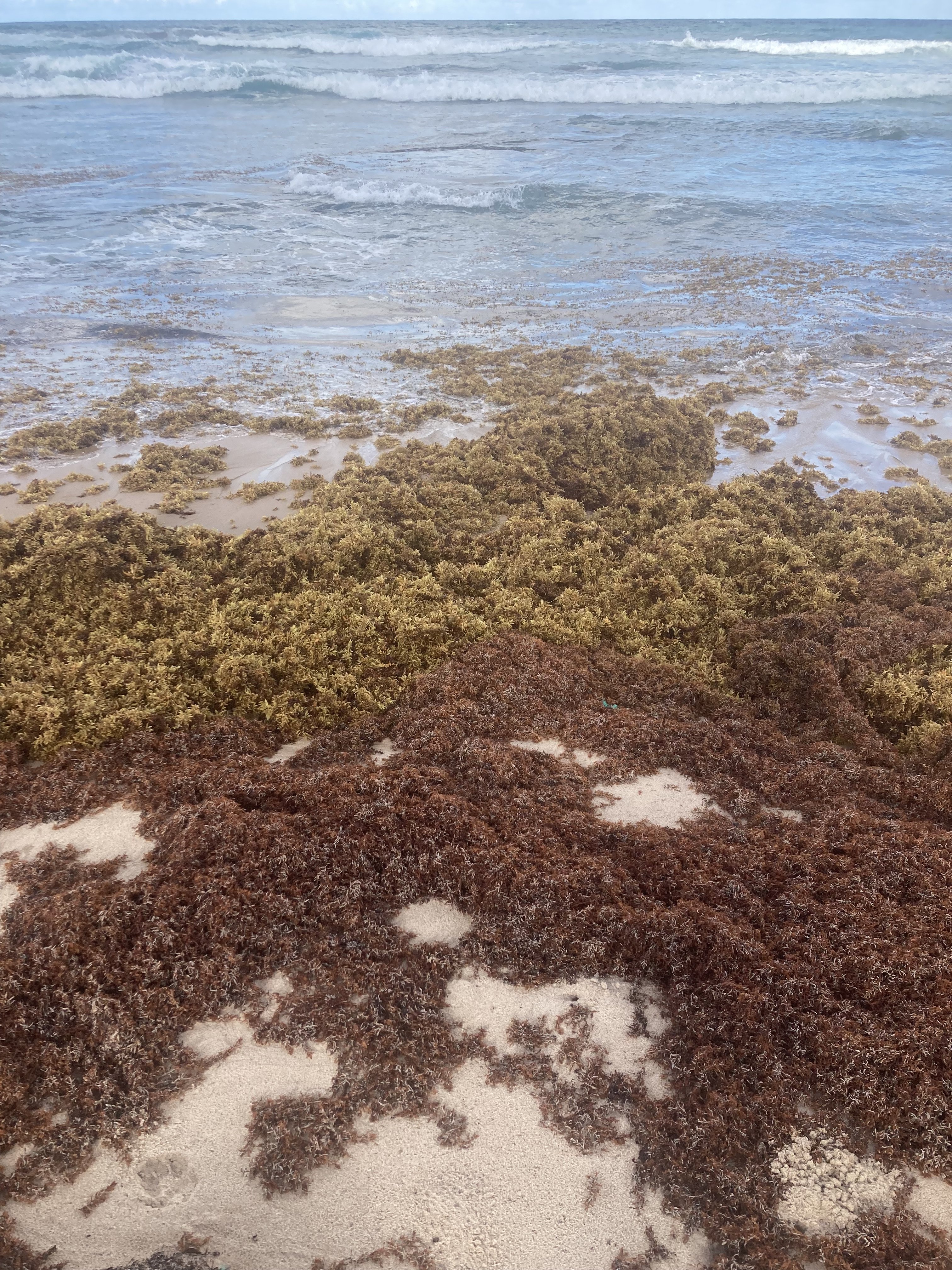Smelly seaweed: could Sargassum fuel the future? | ODI: Think change