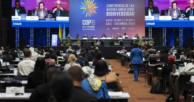 COP16: what went wrong in Cali and what needs to happen in Rome? | ODI ...
